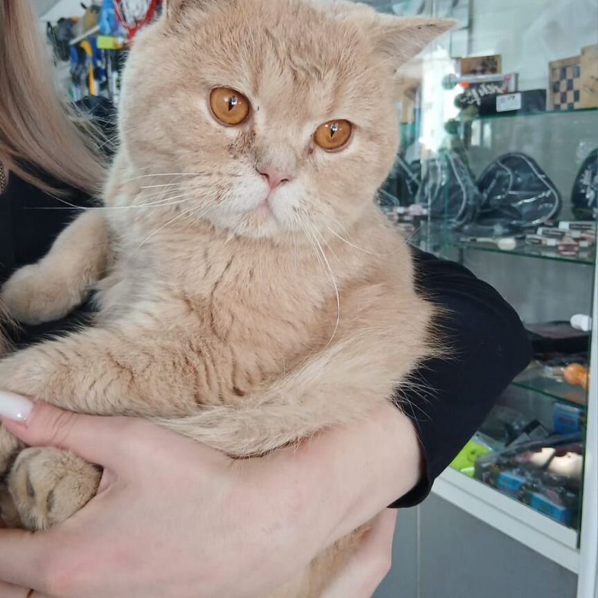 Шикарный котик