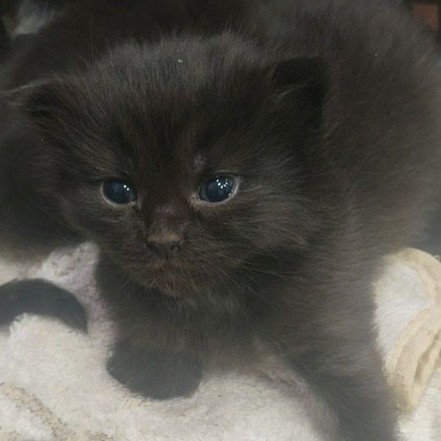 Котята в добрые руки бесплатно