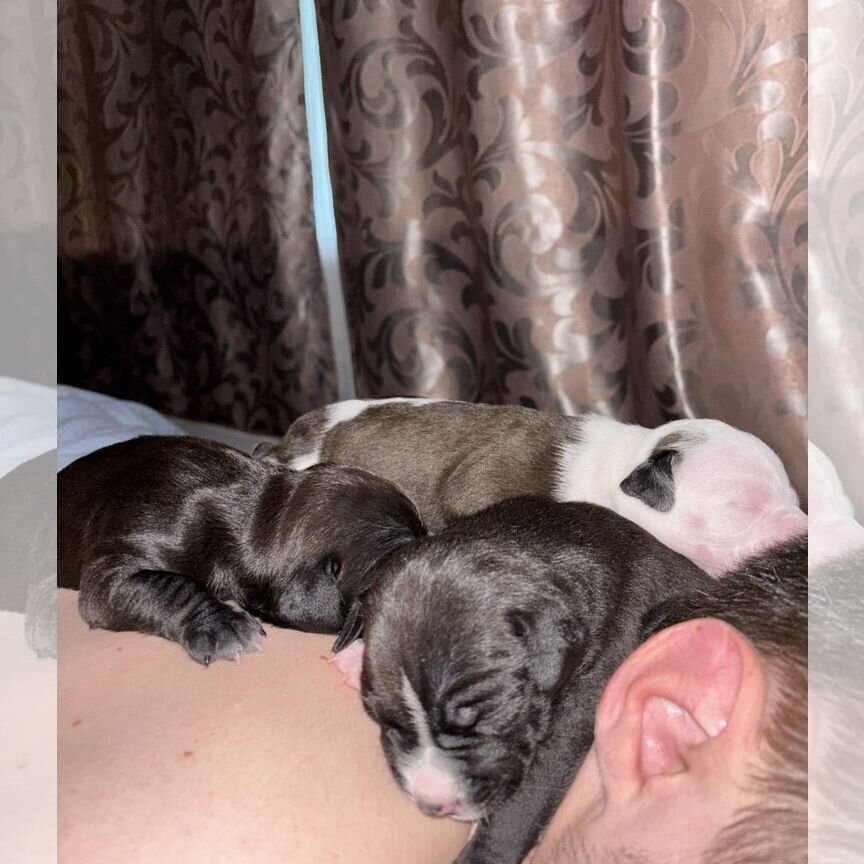 Американский стаффордширский терьер, щенок