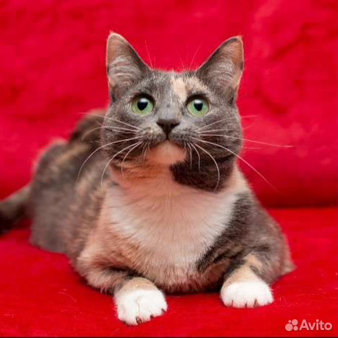 Тесса ищет любяшие ручки)