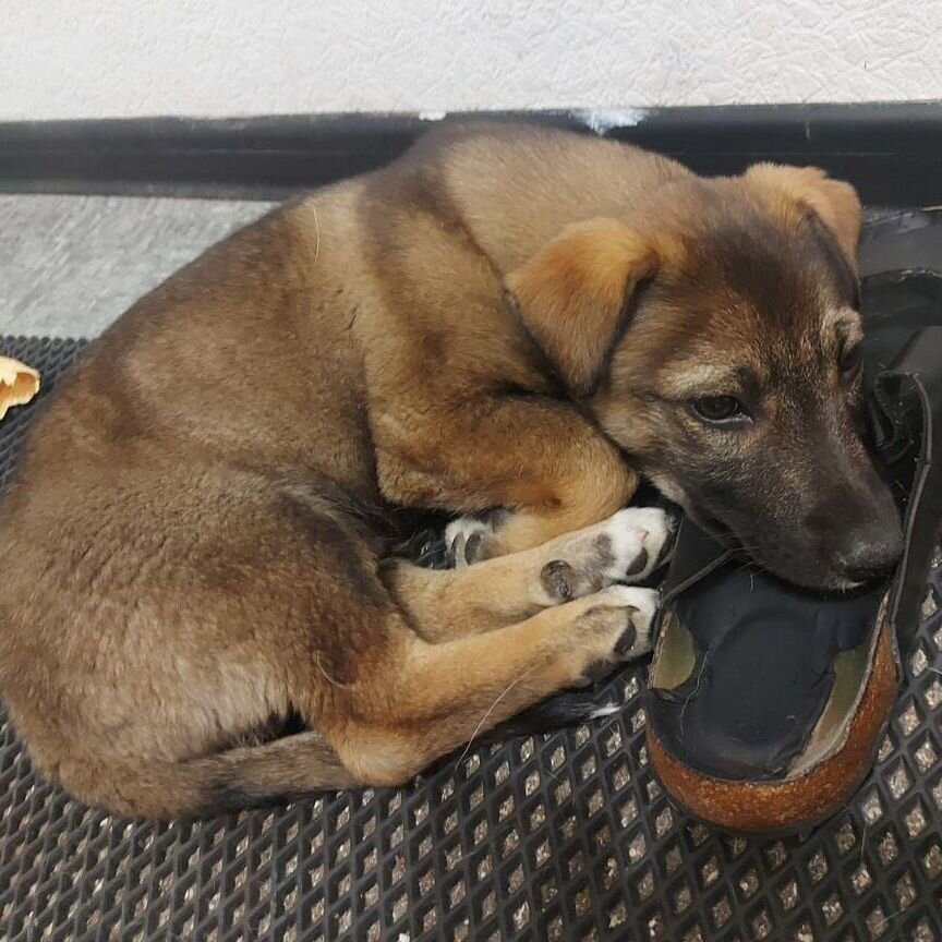 Щенок в добрые руки