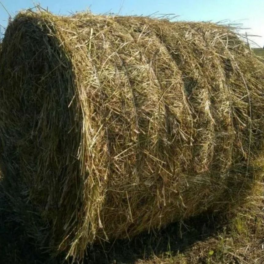 Сено в тюках