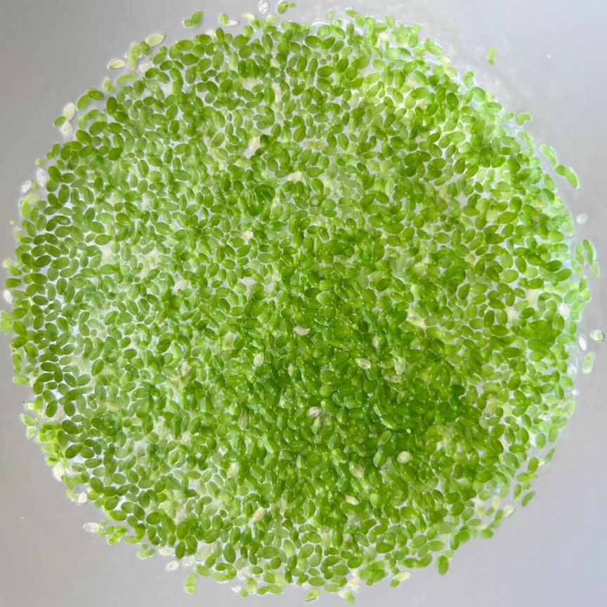 Плавающие водоросли Ряска, Кладофора