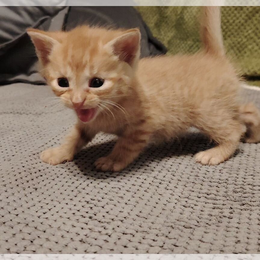 Котёнок от частного владельца