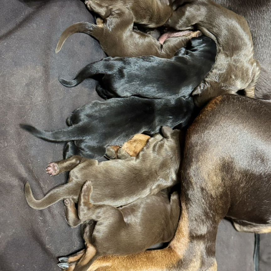 Доберман, щенок