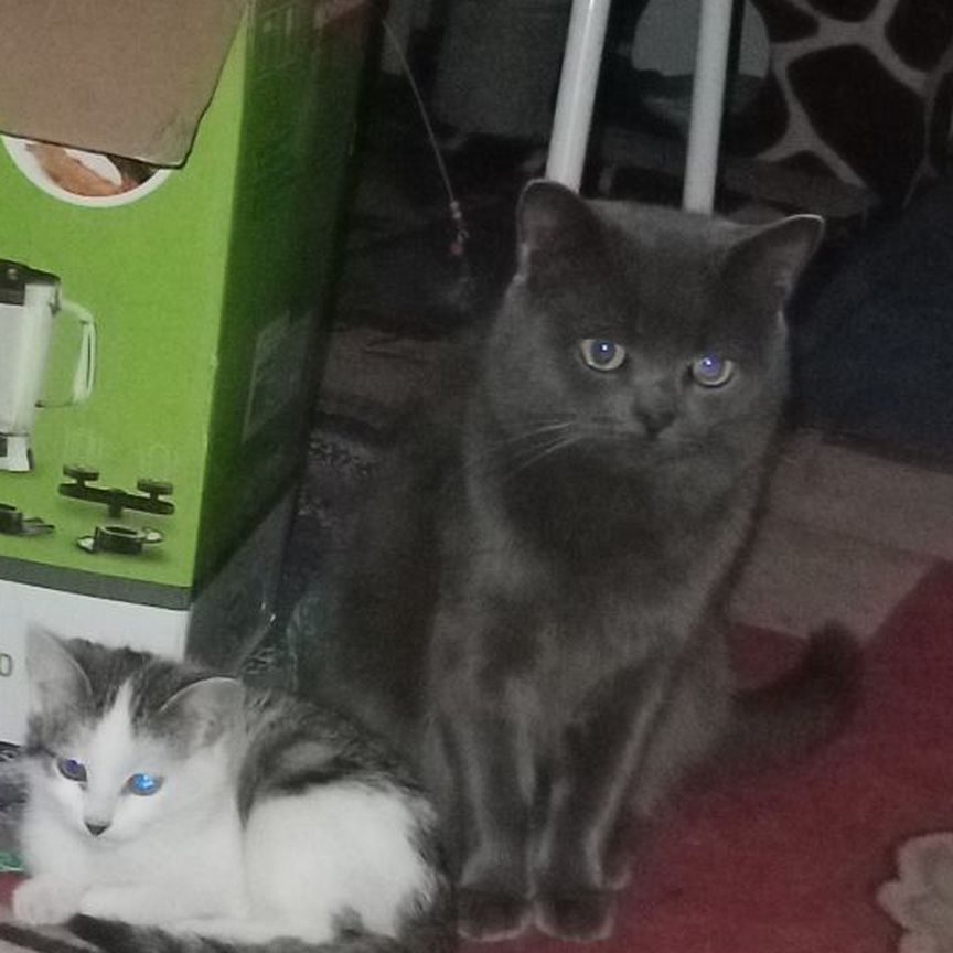 Сибирский котёнок