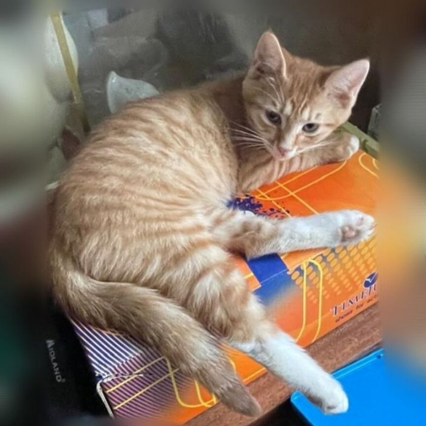 Котёнок в очень добрые руки