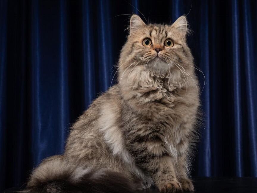 Британская длинношерстная кошка