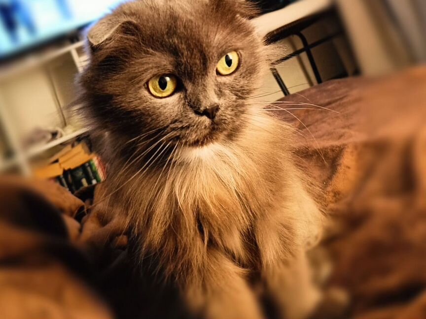 Шотландская вислоухая кошка