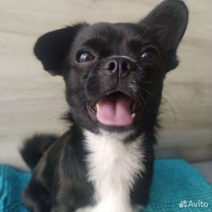 Чихуахуа кобель в дар