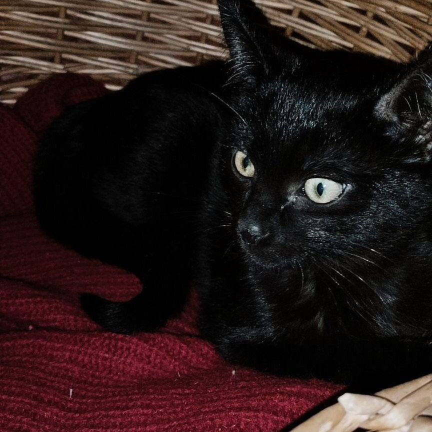 Котенок маркус