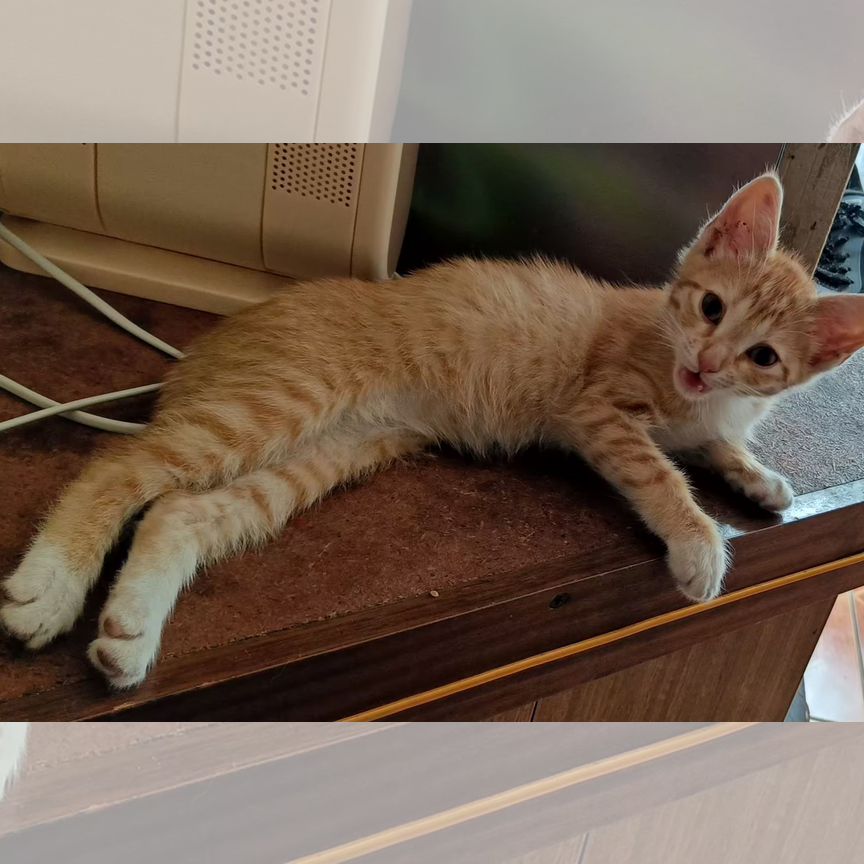 Котёнок в добрые руки