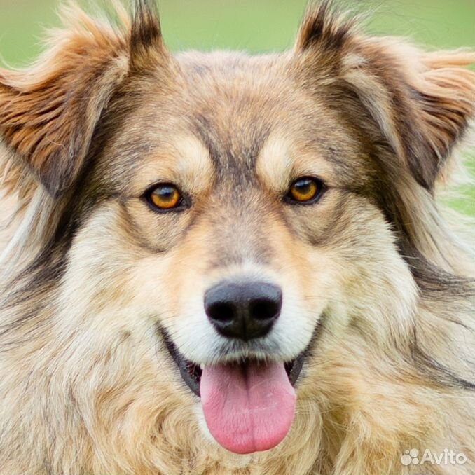 Пушистое чудо. Собака ищет дом