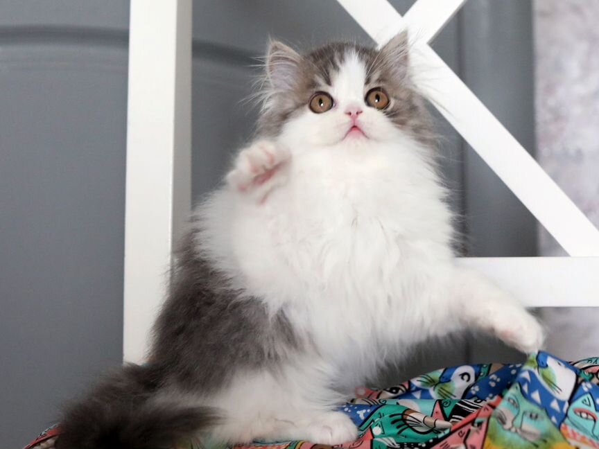 Шикарный котенок хайленд-страйт