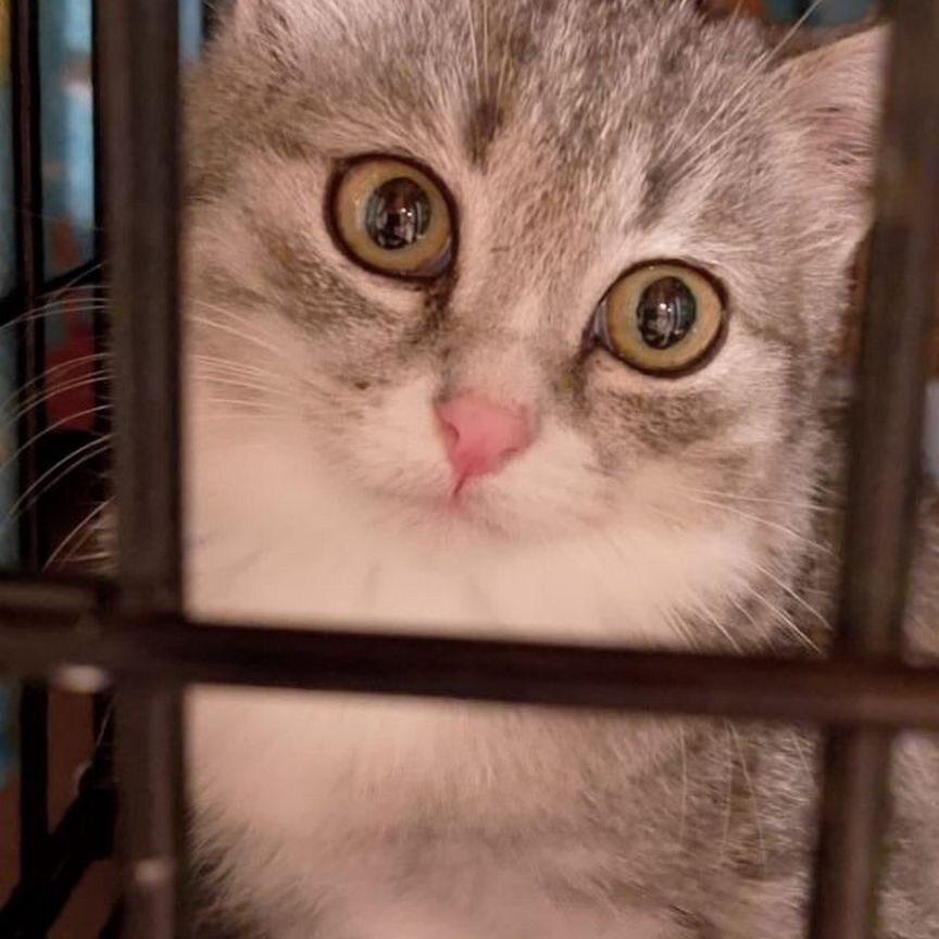 Котенок девочка