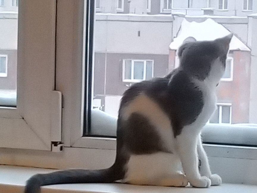 Котенок, котик, 4месяца