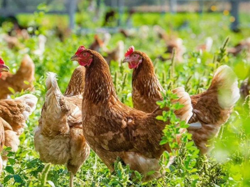 Коралл балянус