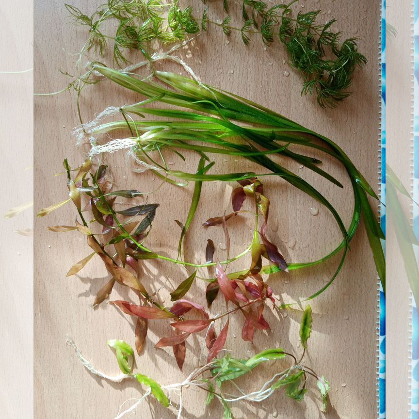 Аквариумные растения прополка