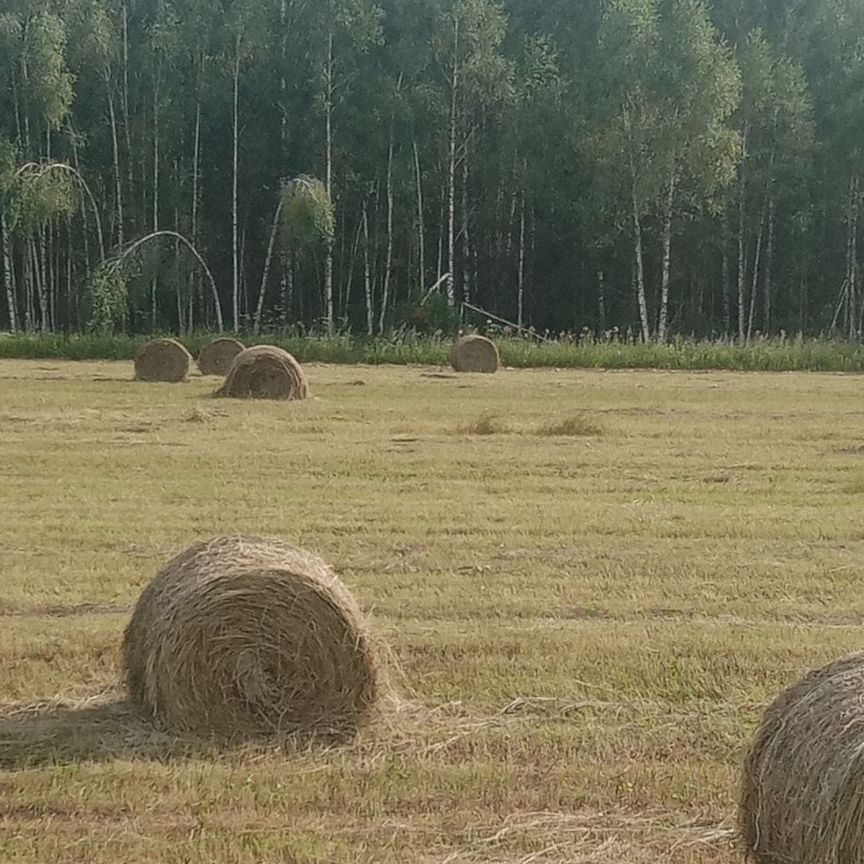 Продам сено в рулонах