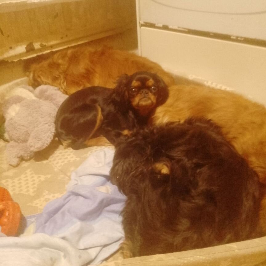 Кинг чарльз спаниель щенок. Девочка