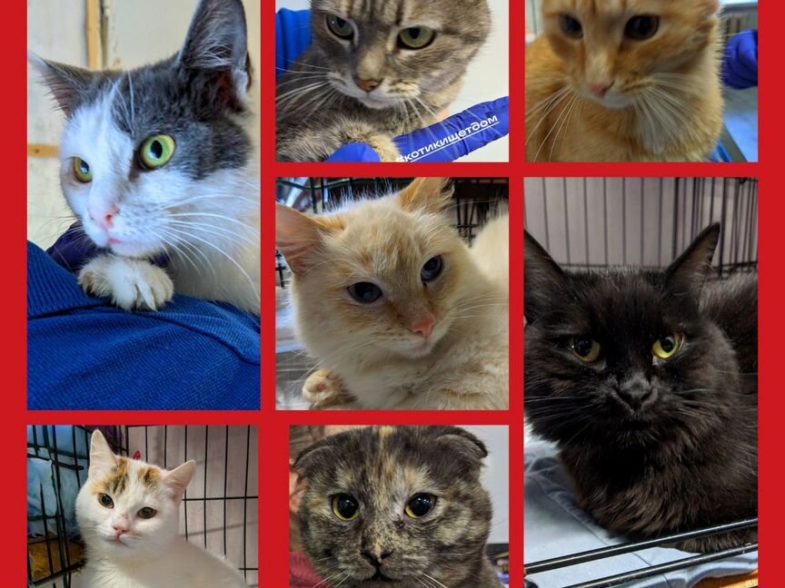 Кошкам и котикам в клетках нужен дом