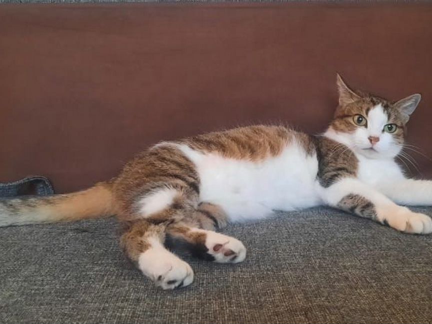 Кошечка ксюша