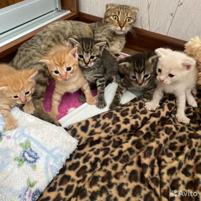 Отдадим ласковых котят в добрые руки