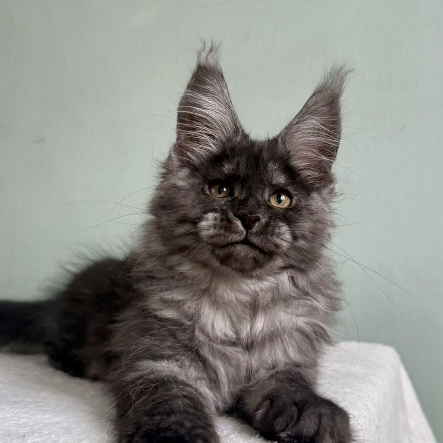 Мейн-кун котёнок