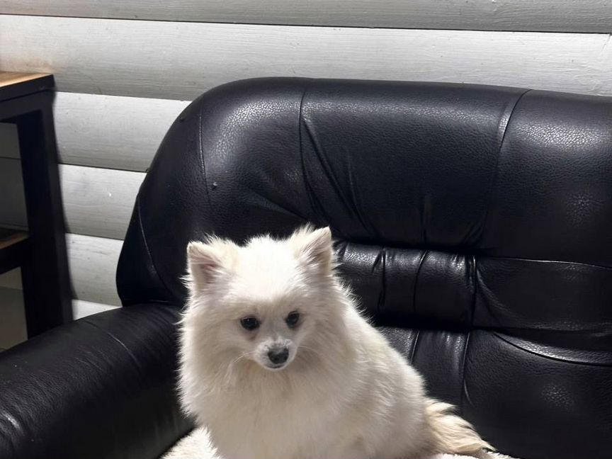 Немецкий белый шпиц