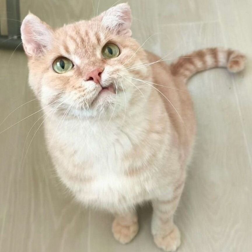 Британский короткошёрстный кот, взрослый