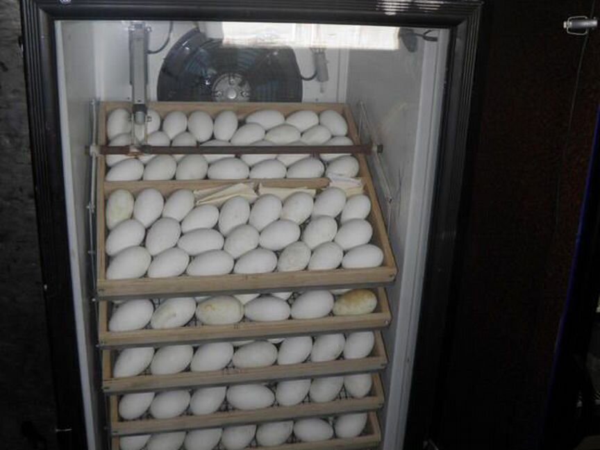 Продаю инкубаторы