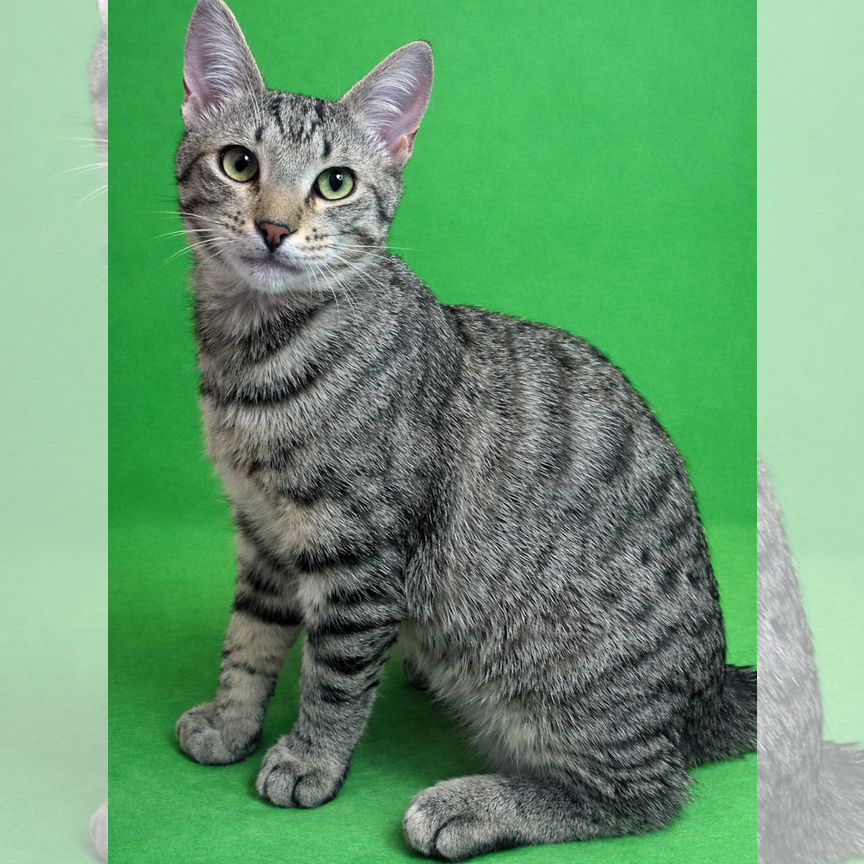 Европейский короткошёрстный котёнок