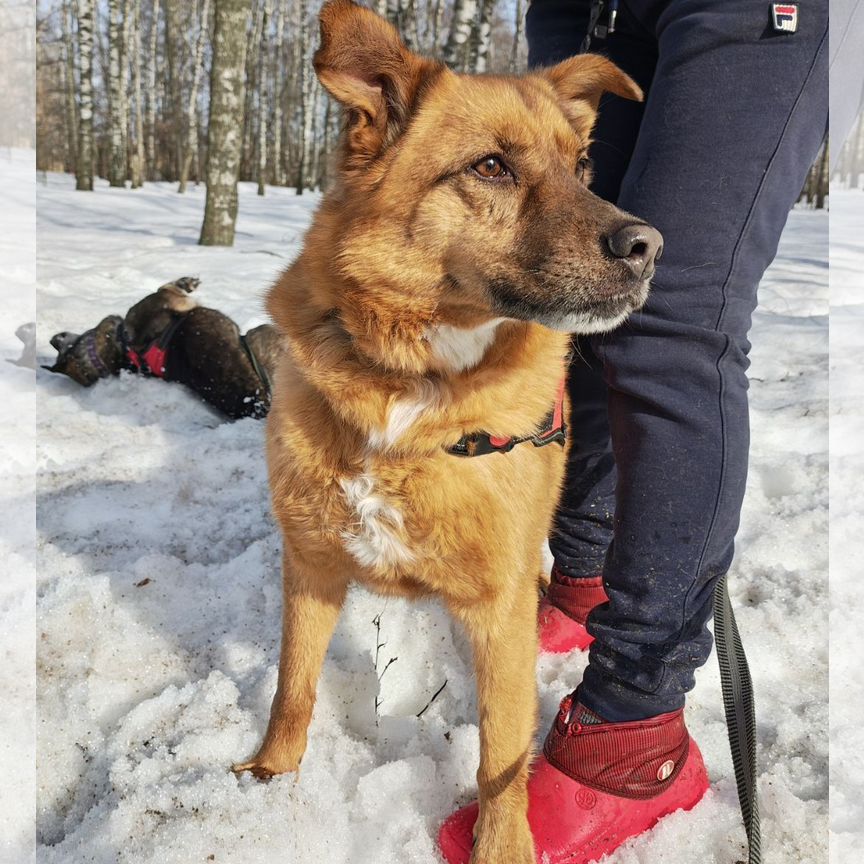 Взрослый пёс в добрые руки