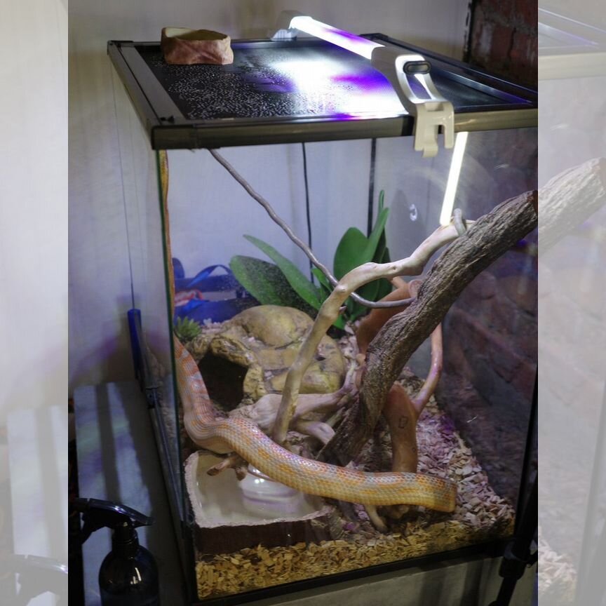 Террариум для рептилий