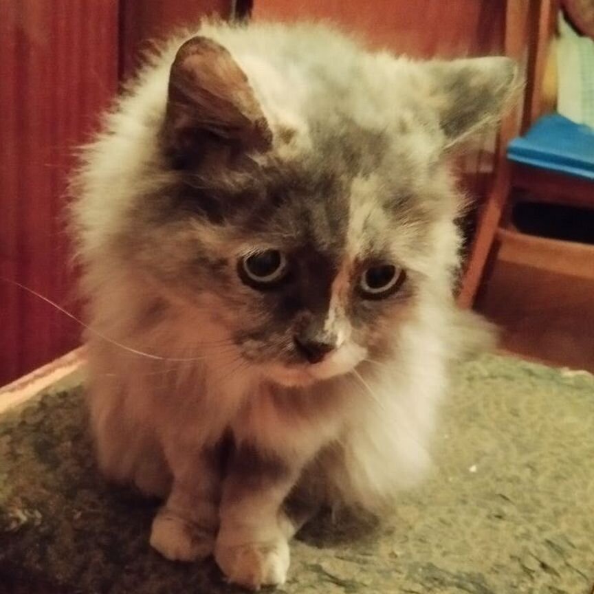 Взрослый кот в добрые руки