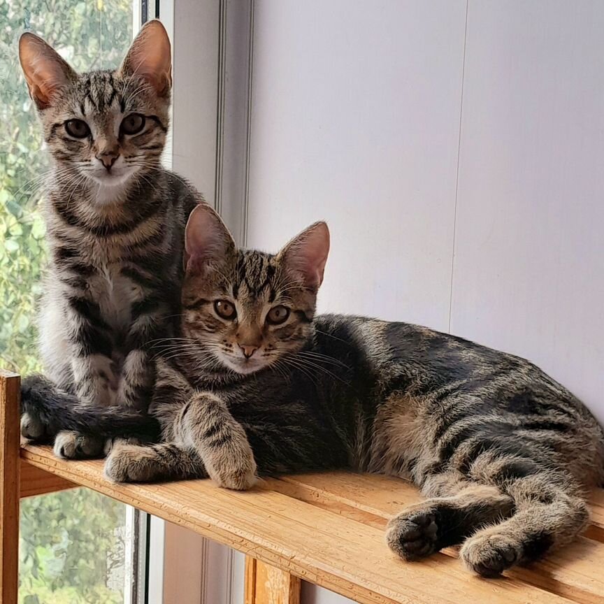 Молоденькие котики 8 мес