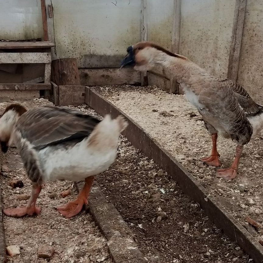 Гуси Львиная Голова