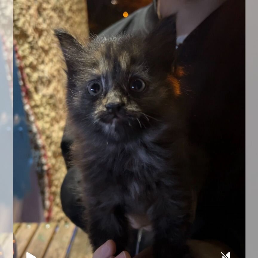 Котята в добрые руки бесплатно