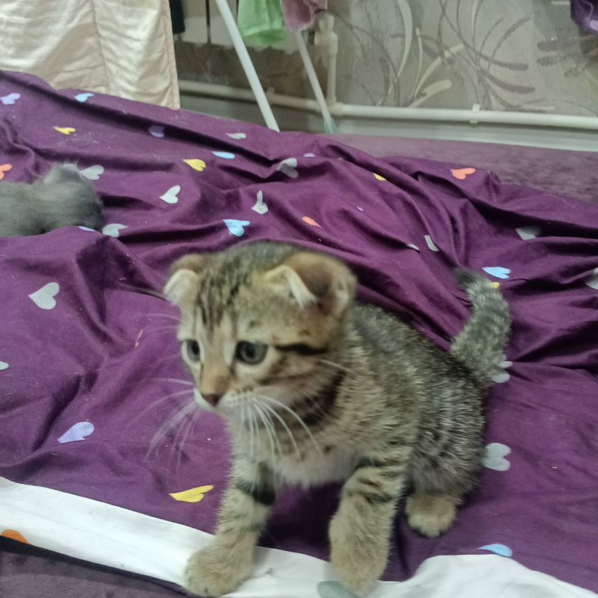 Котёнок от частного владельца