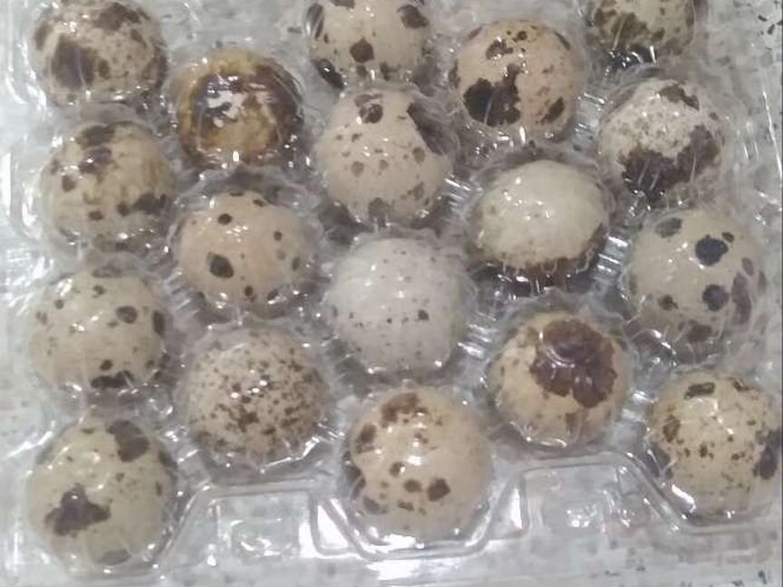 Перепела продажа