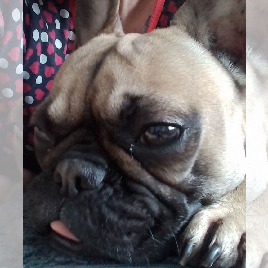 Французский бульдог, взрослая собака