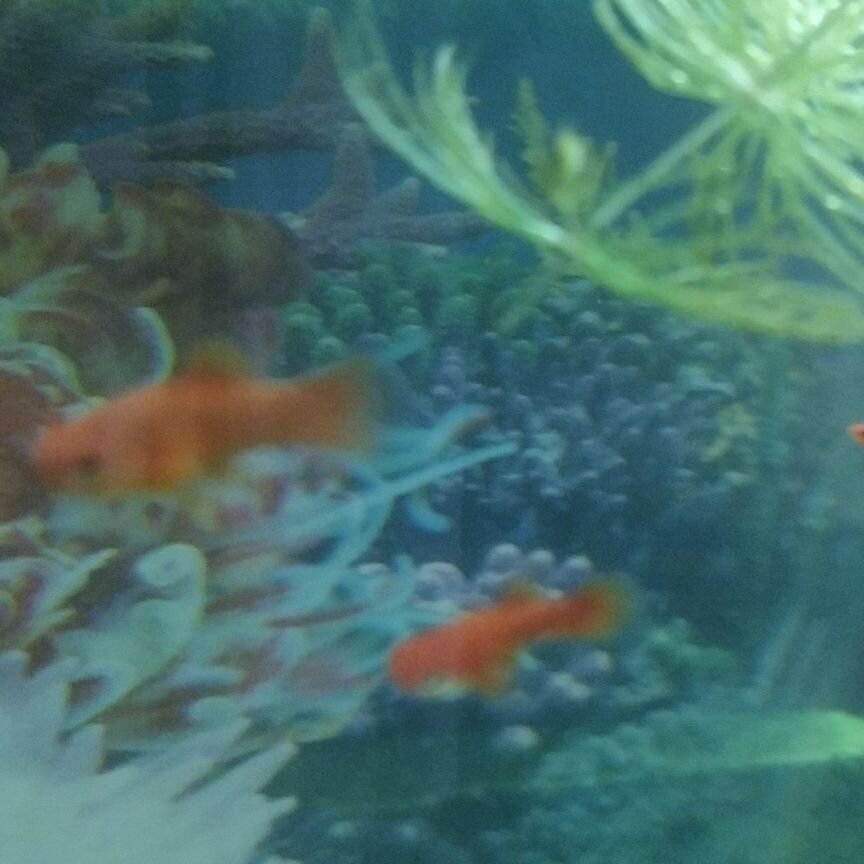 Живая рыба меченосцы