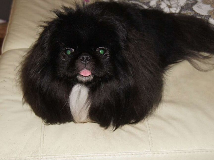 Вязка пекинес