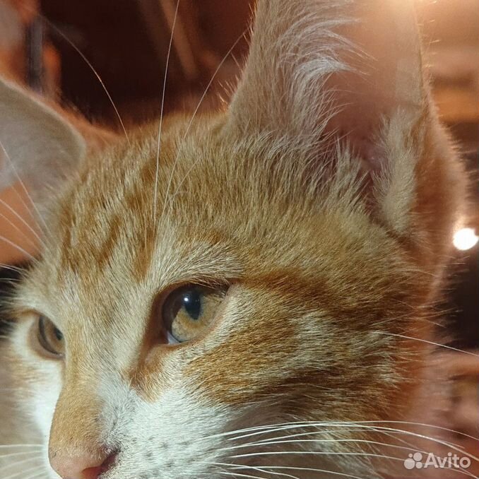 Котёнок на радость