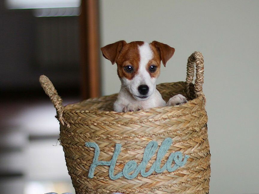 Гладкошерстая девочка Джек Рассел терьер