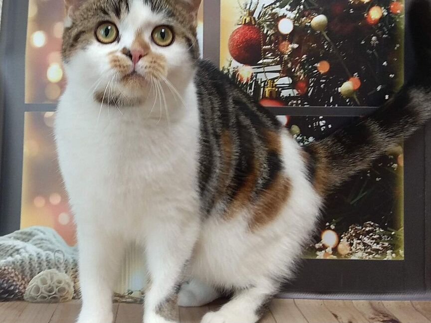Кошечка