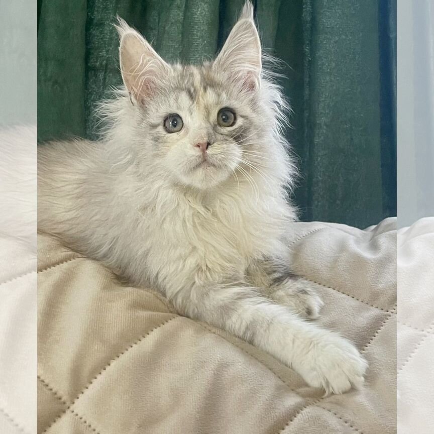 Мейн-кун котёнок
