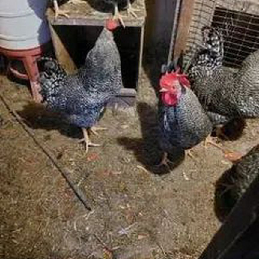 Куры домашние