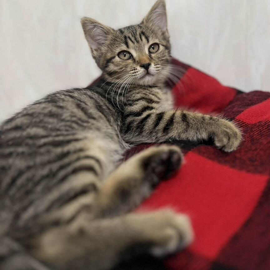 Кошка