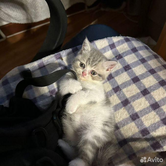 Полуперсидские котята